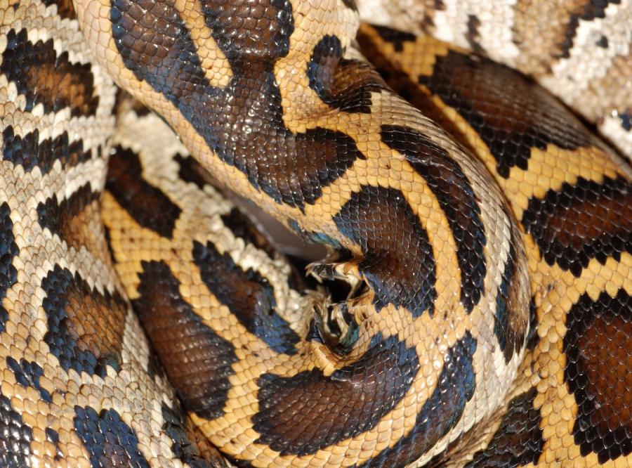 Na Ursynowie znaleziono pytona. Odpoczywał pod jednym z aut ...